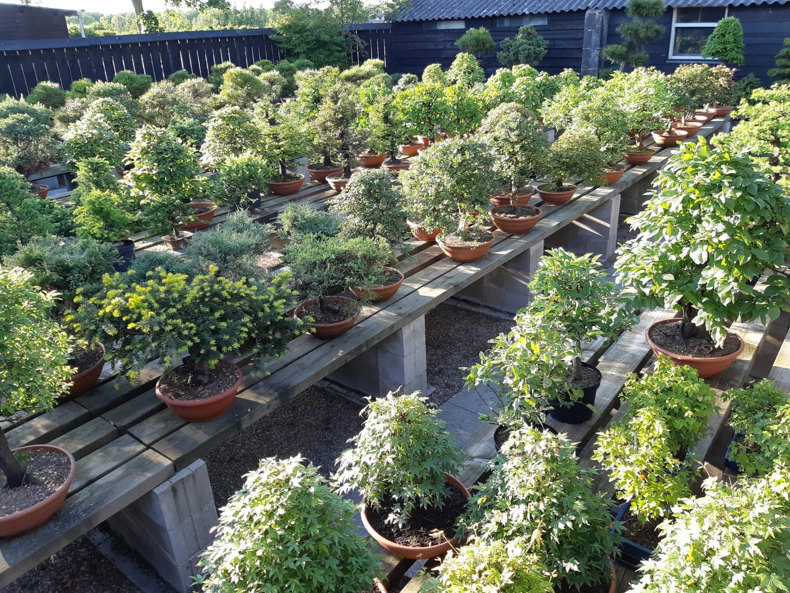 Loofbomen - Holland Bonsai & Landscaping