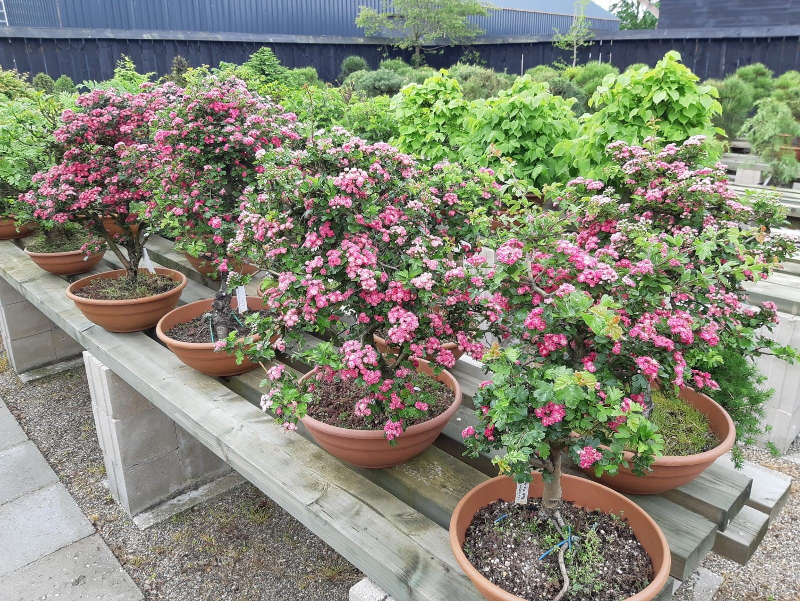 Loofbomen - Holland Bonsai & Landscaping